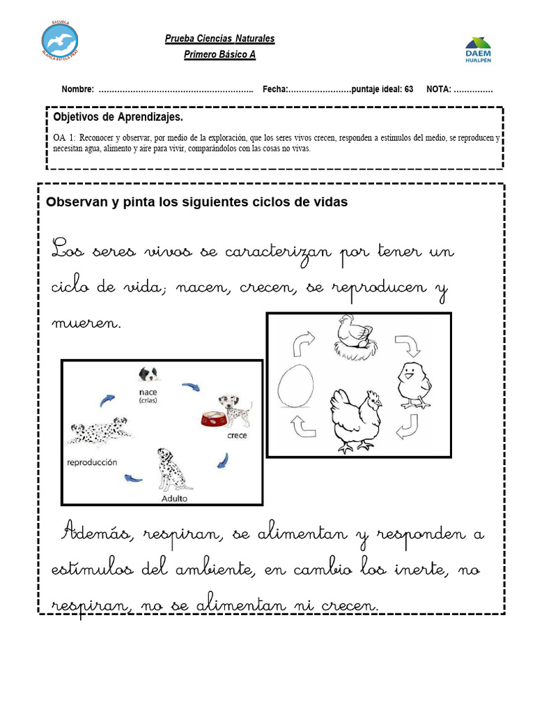 Actividades de Ciencias Naturales 1° Básico | PDF | Osos