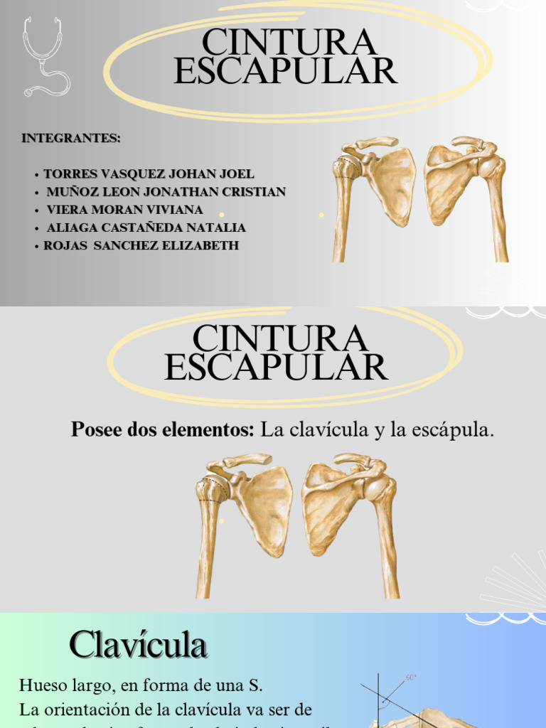 Cintura Escapular | PDF | Sistema musculoesquelético | Anatomía humana