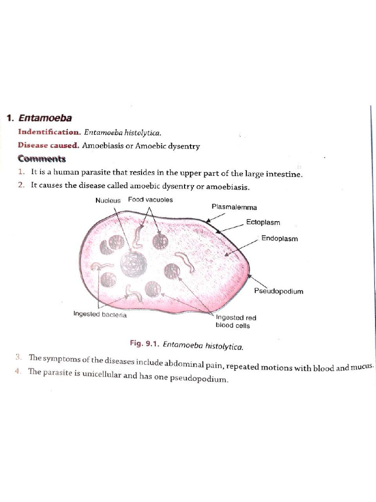 Biology Practical Experiment 12 | PDF