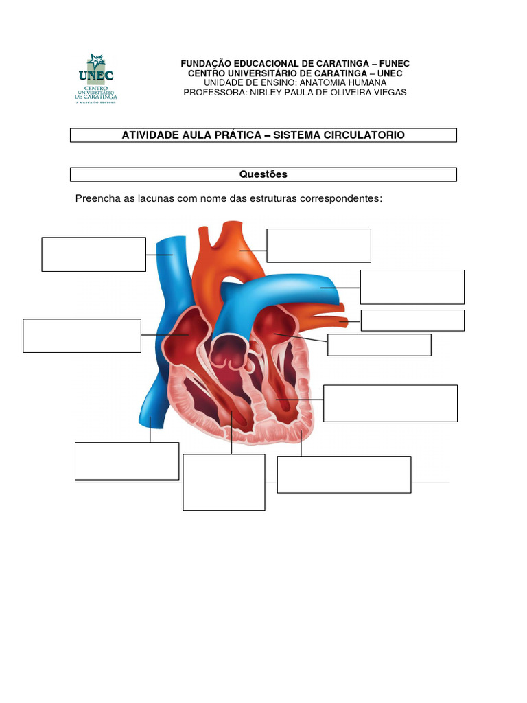 Atividade Pratica Sistema Circulatorio | PDF