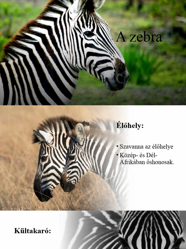 A Zebra | PDF