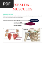 Tablas de Los Músculos Netter 7 | PDF | Articulaciones | Anatomía del ...