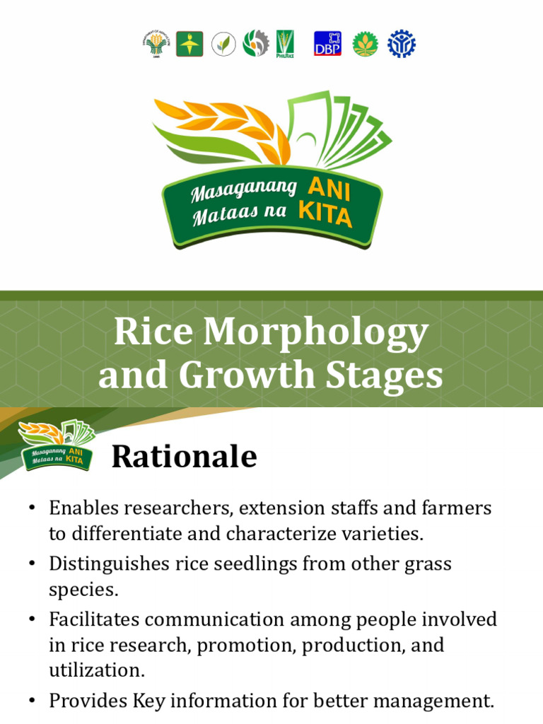 Rice Growth Stages and Management Guide | PDF | Rice | Seedling