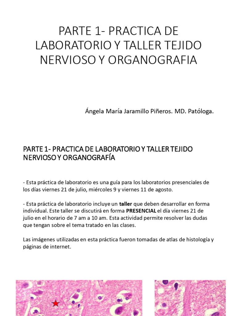 2023-2 Parte 1 - Prã - Ctica de Laboratorio y Taller Tejido Nervioso y Organografia | PDF ...