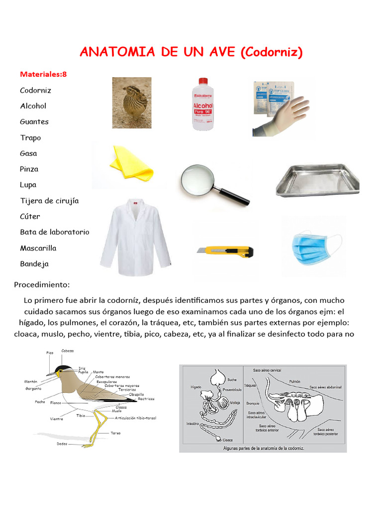 ANATOMIA DE UN AVE | PDF