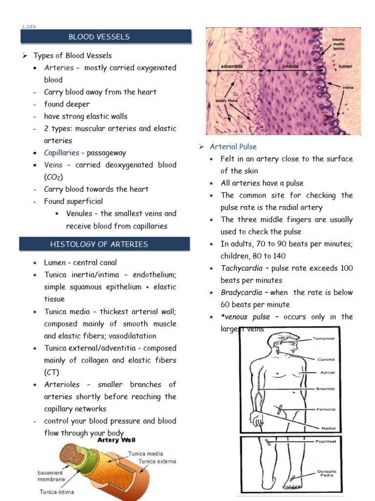 Blood Vessels | PDF | Artery | Vein