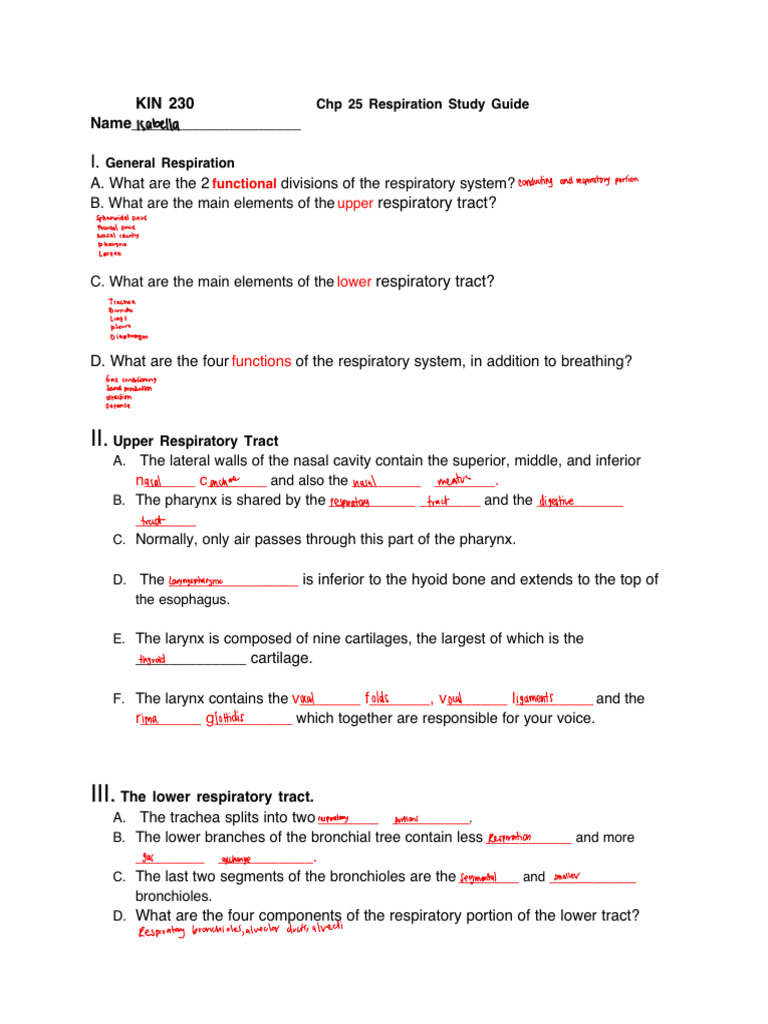 Respiratory System Study Guide Circulatory And Respiratory System