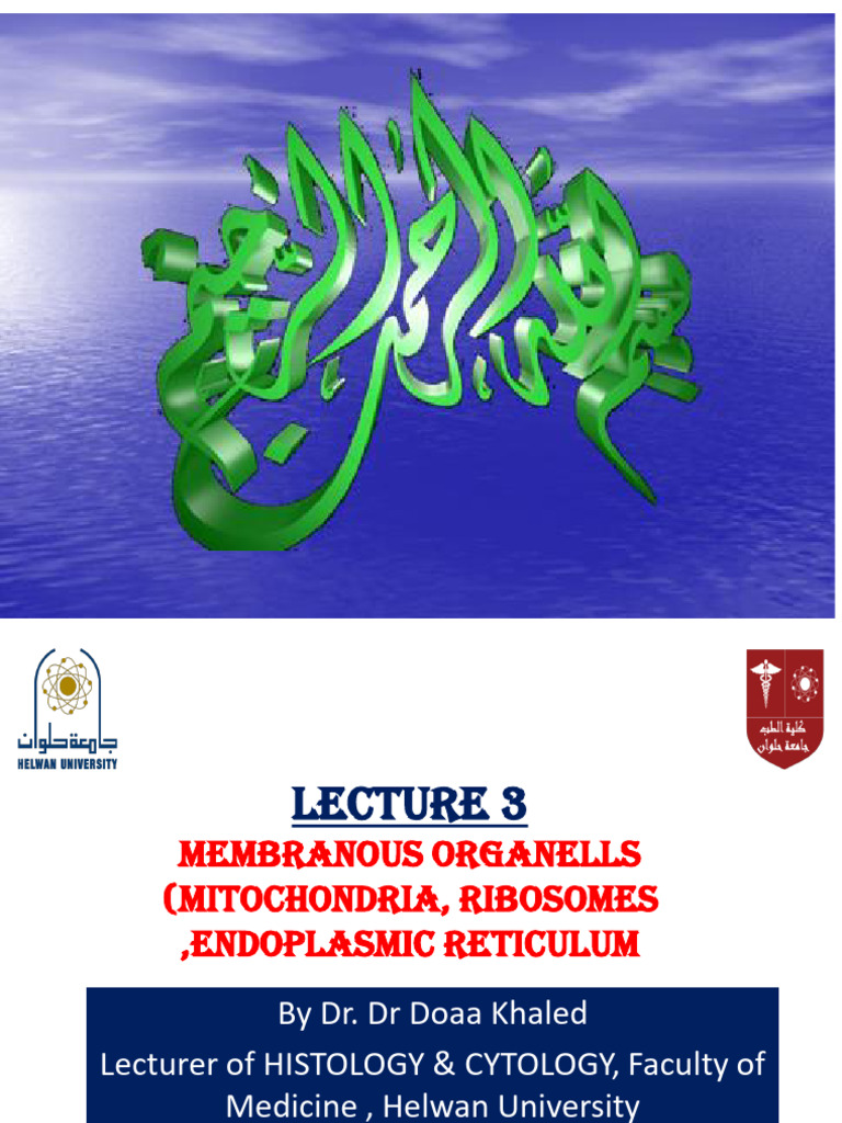 Mitochondria Endoplasmic Reticulum Ribosomes Pdf Endoplasmic