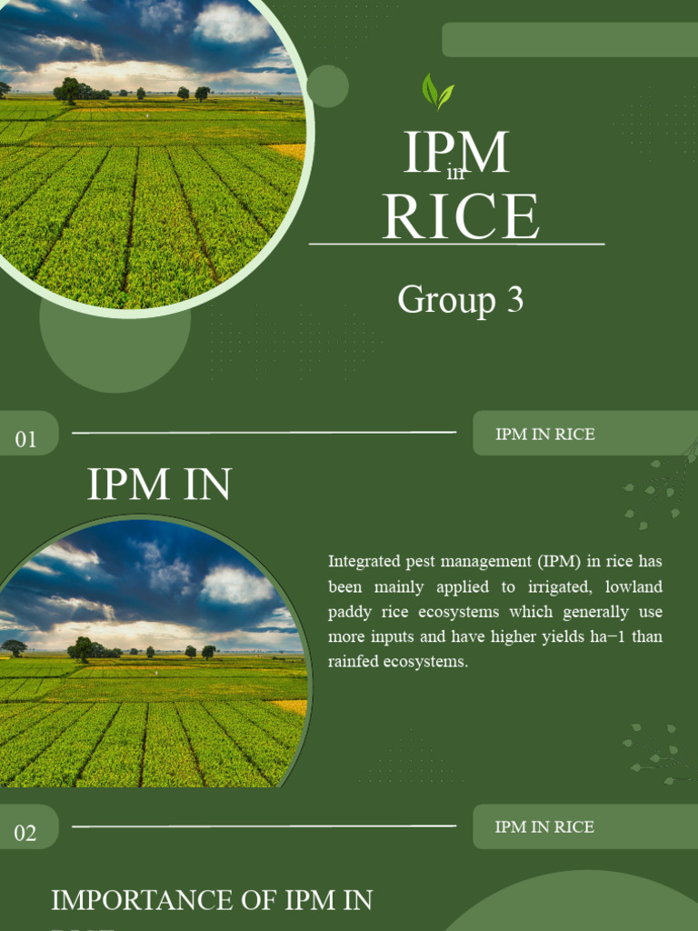 Group 3 IPM in Rice | PDF