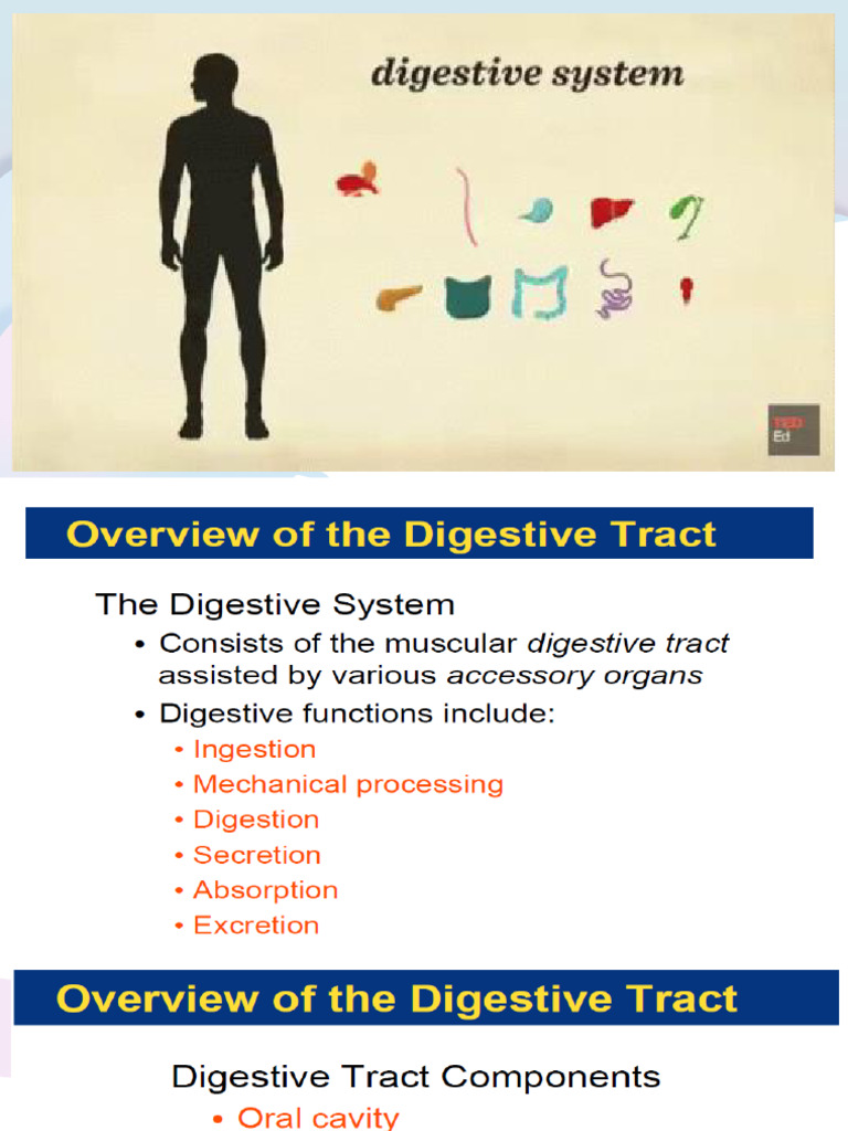 Digestive-System-Grade - 8-Science-2023 | PDF | Human Digestive System ...