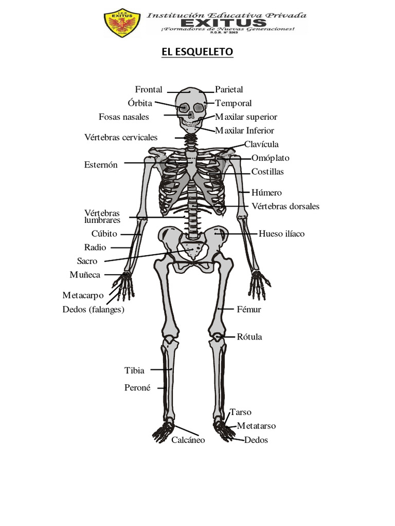 Esqueleto | PDF