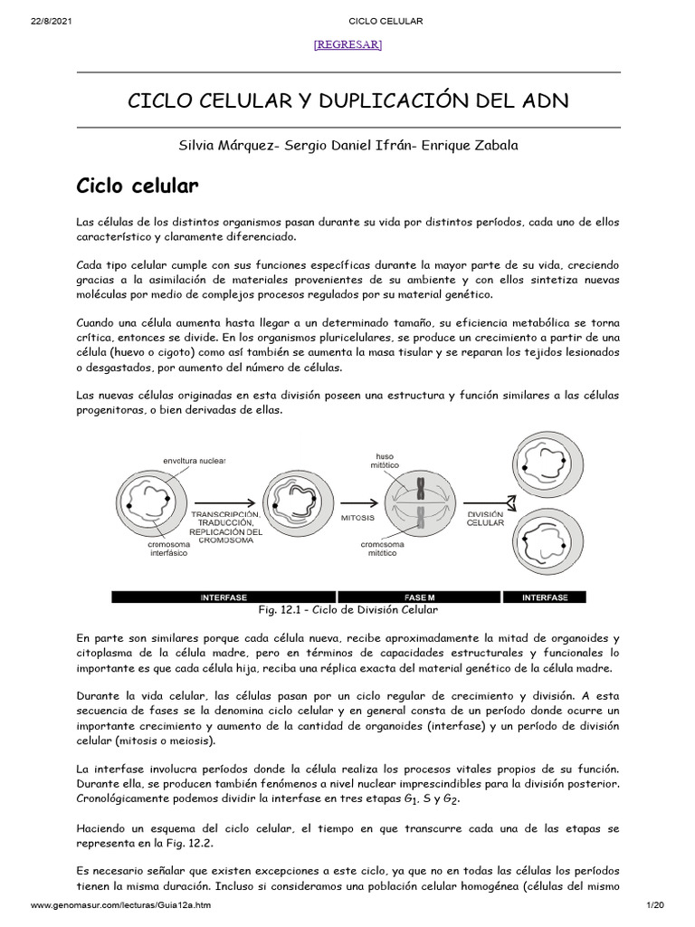 Ciclo Celular: Etapas y Regulación | PDF | Salud y bienestar | Estilo ...