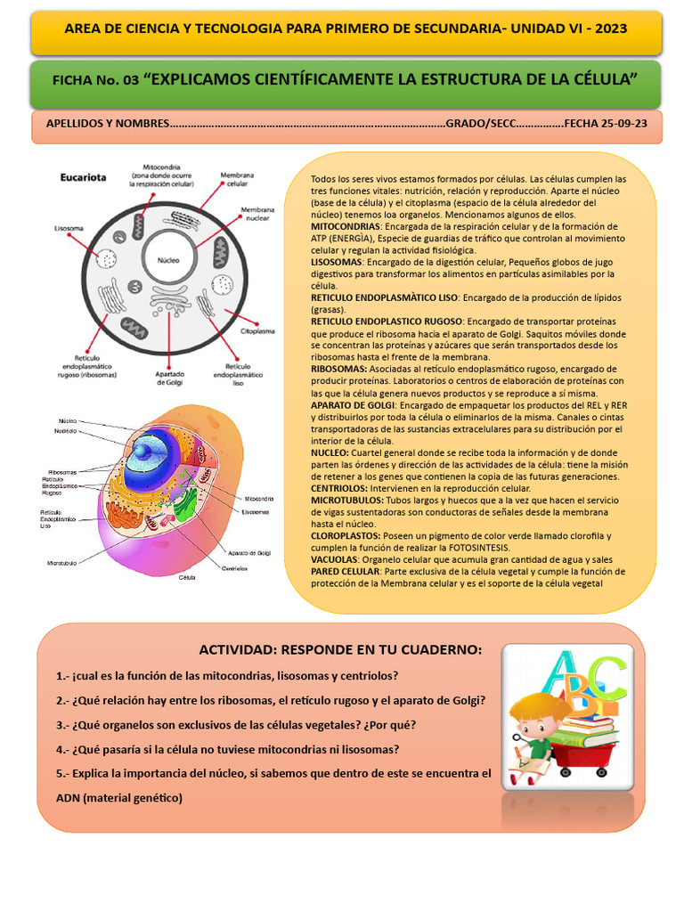 Ficha 03 Explicamos Cientificamente La Estructura de La Cèlula - Los ...