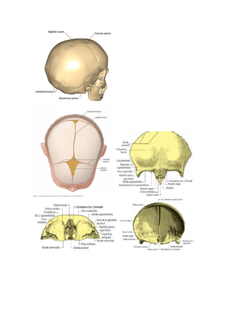 Imagenes Anato 2 | PDF