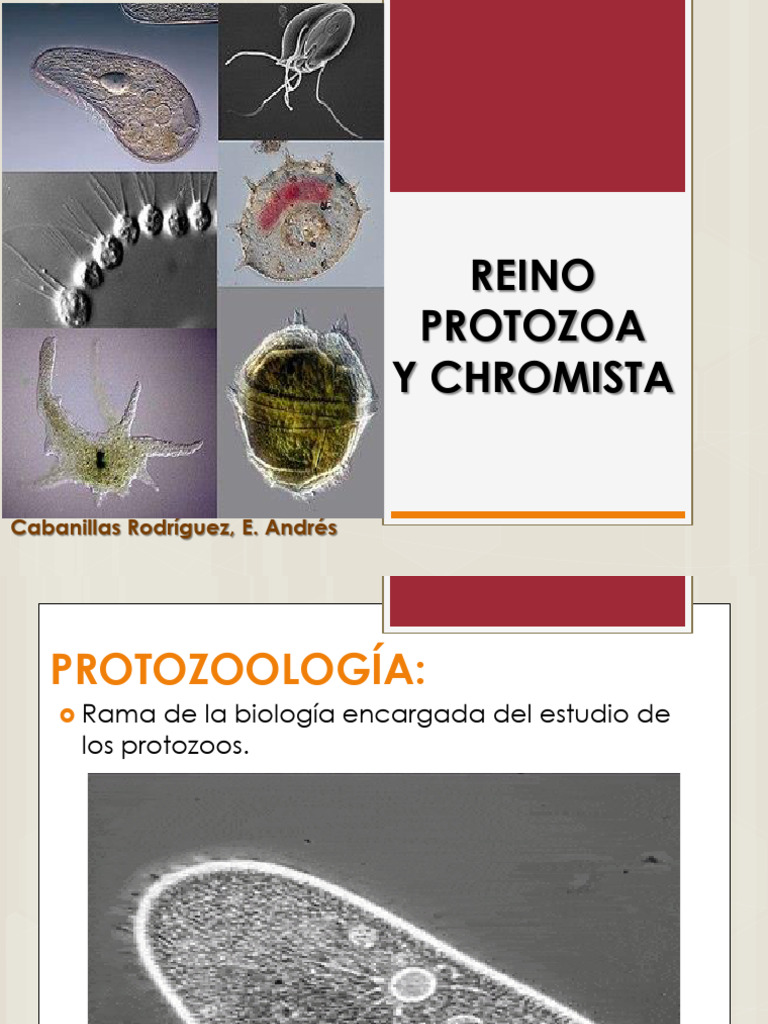 Reino Protozoa y Chromista: Características y Importancia | PDF ...