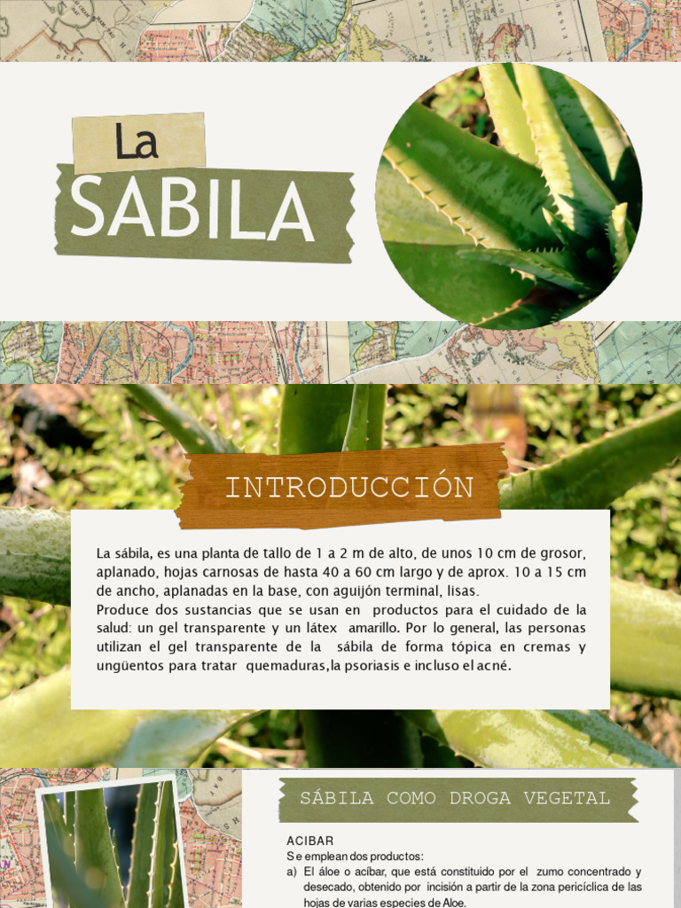 Trabajo de Exposicion La Sábila 123-Comprimido | PDF | Salud y bienestar