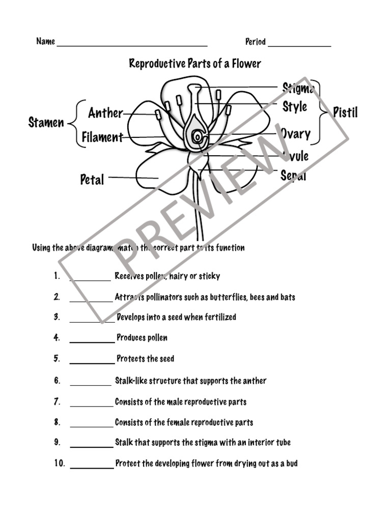 Functions of Flower Parts Explained | PDF | Flowers | Horticultural ...