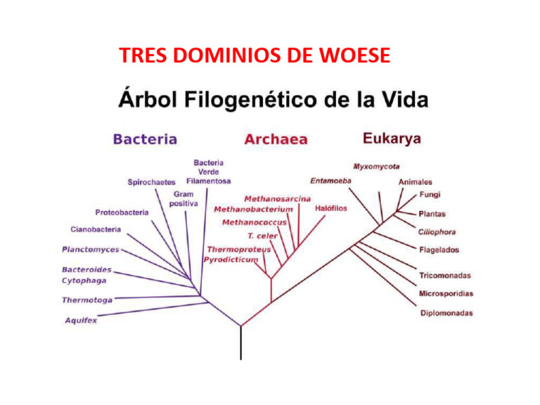 Tres Dominios de Woese | PDF