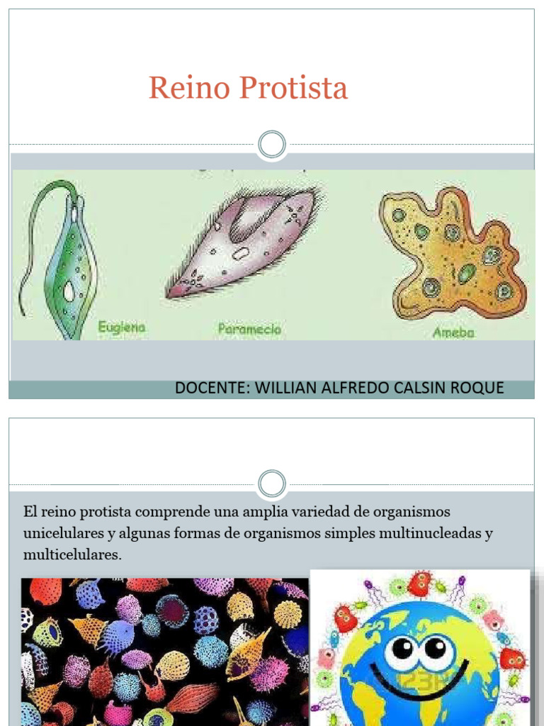 Reino Protista | PDF | Algas | Protozoos