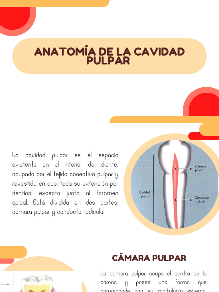 Presentacion - Anatomia de La Cavidad Pulpar | PDF | Diente | Odontología