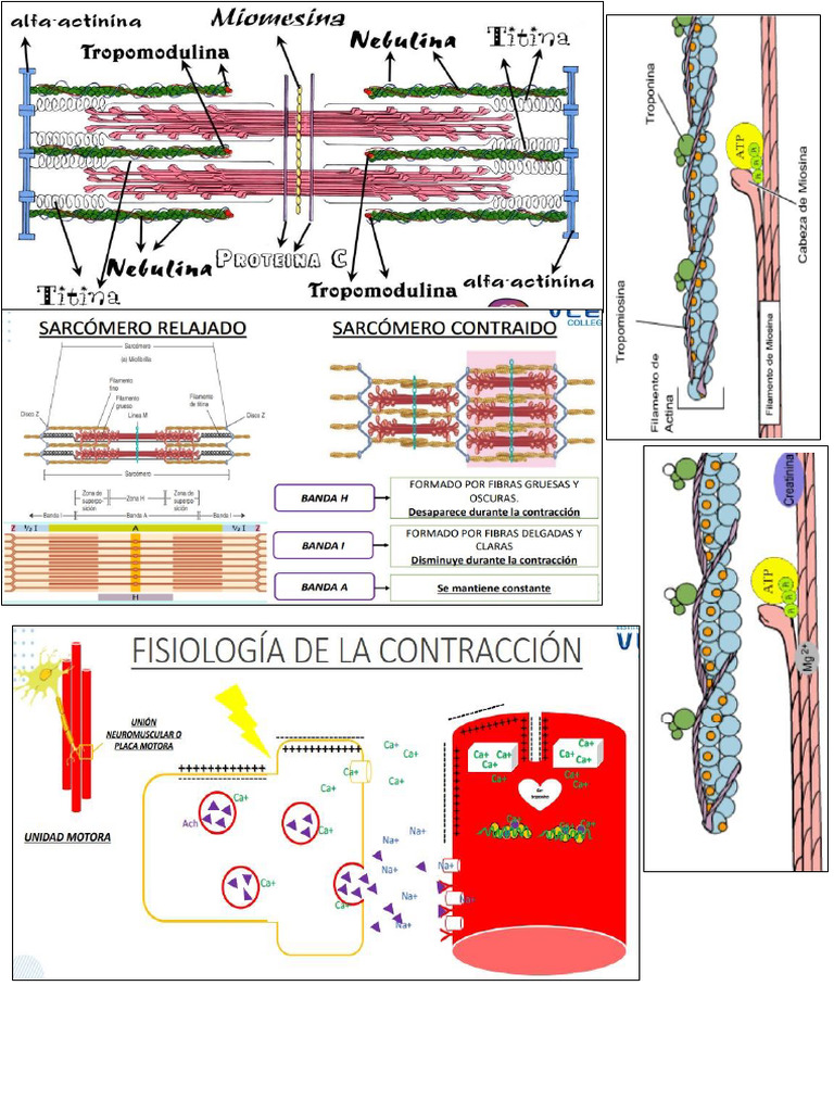 Anatomía Diapos | PDF