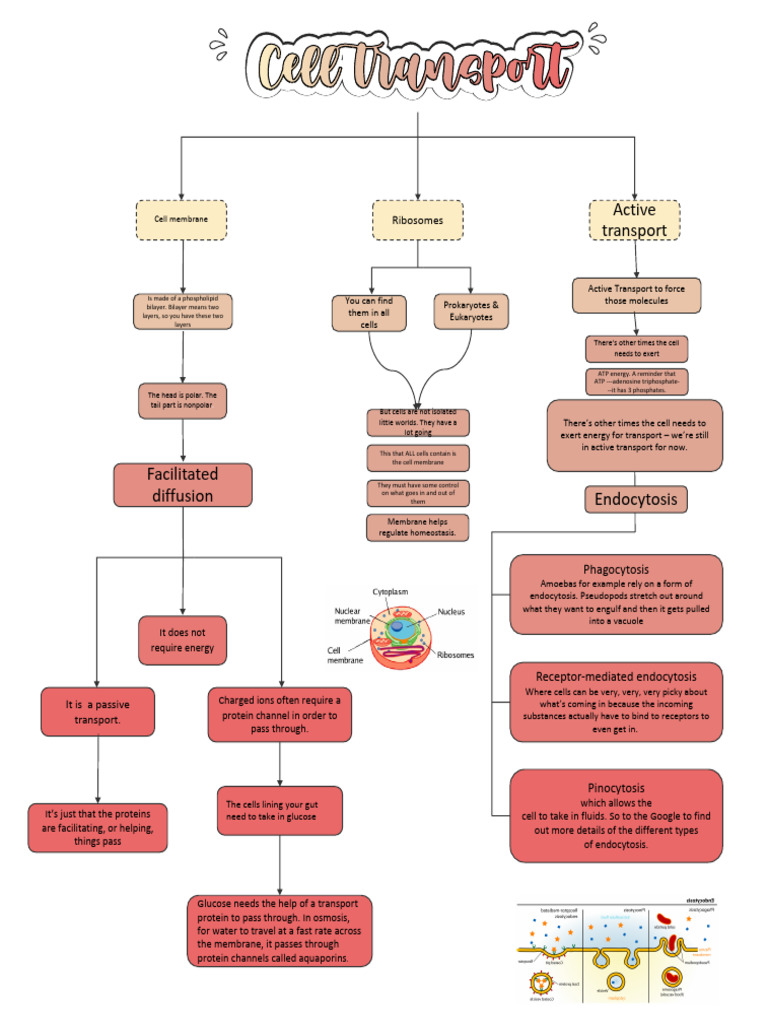 Cell Transport Summary | PDF | Cell Membrane | Cell (Biology)