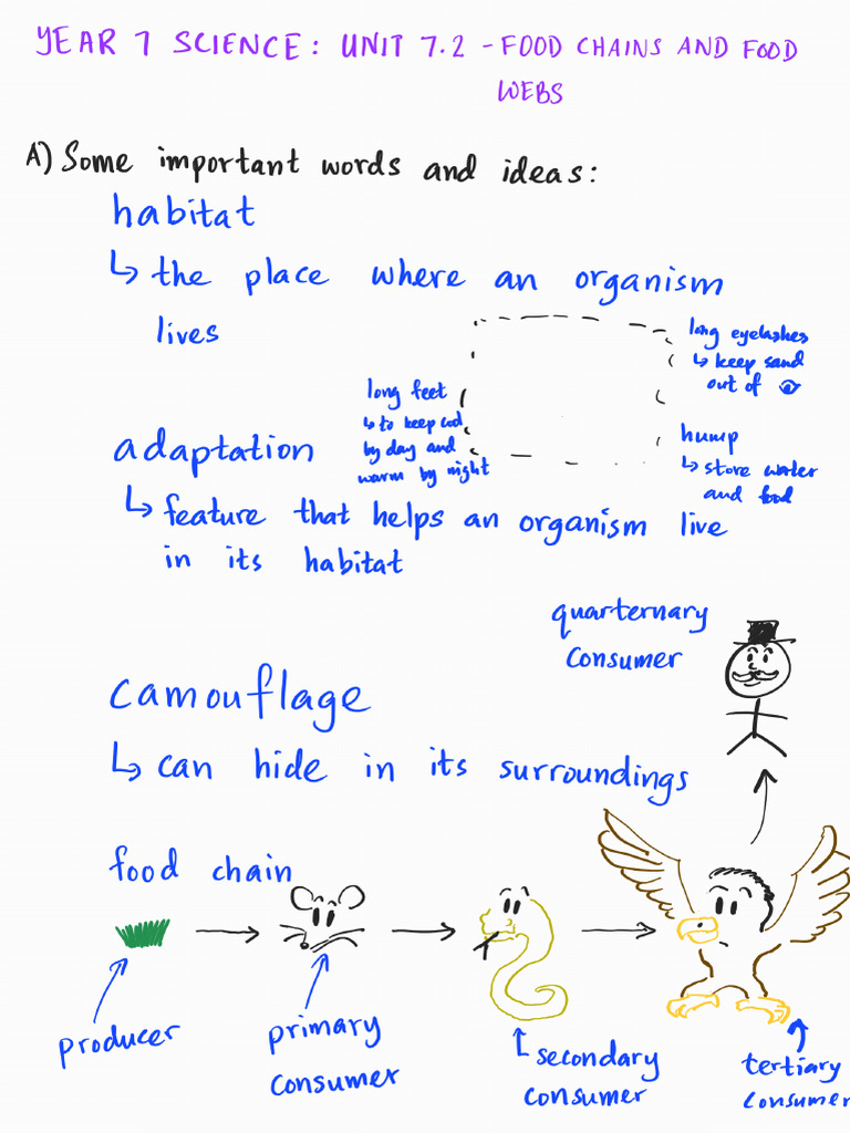 Year 7 Science Unit 7.2 - Food Chains and Food Webs (3 Jul 2022) | PDF