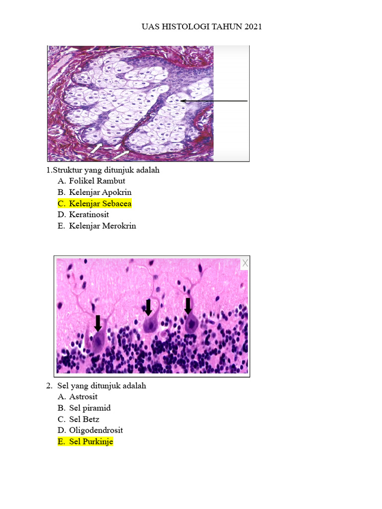 Ujian Histologi 2021: Struktur dan Sel | PDF