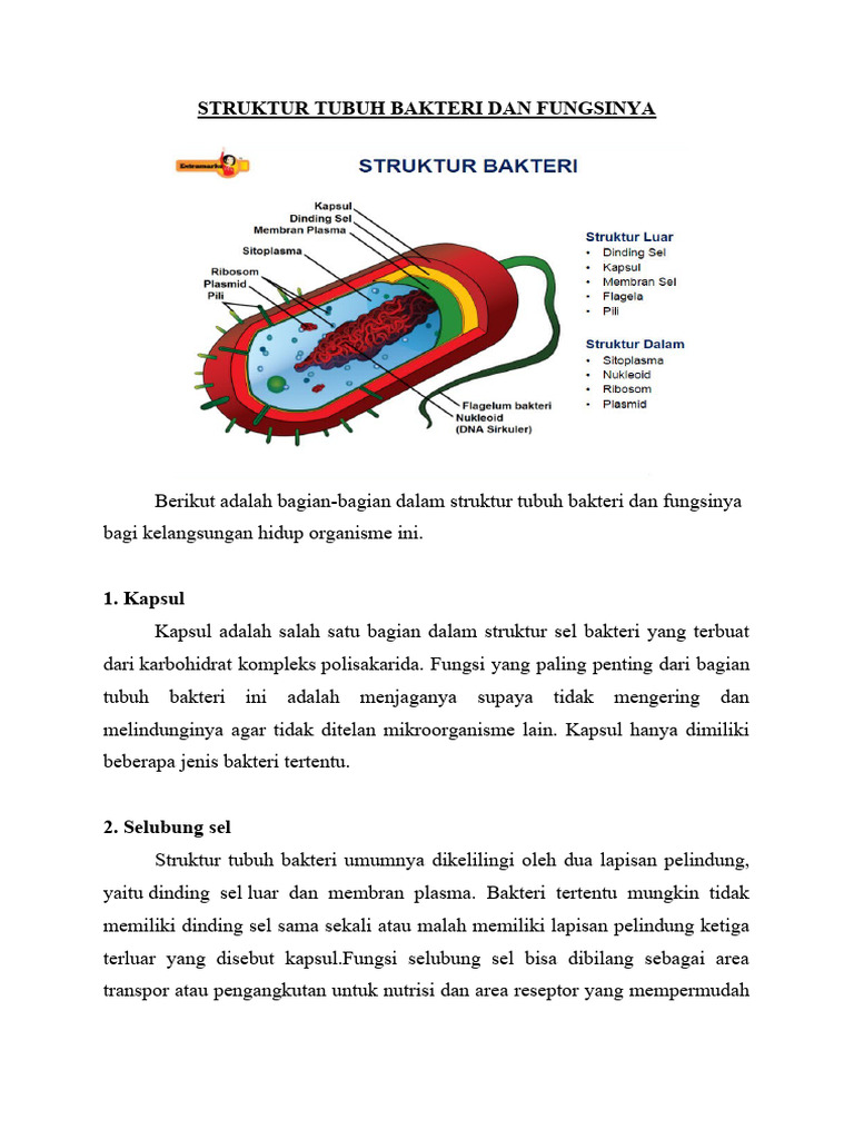Struktur Tubuh Bakteri Dan Fungsinya | PDF