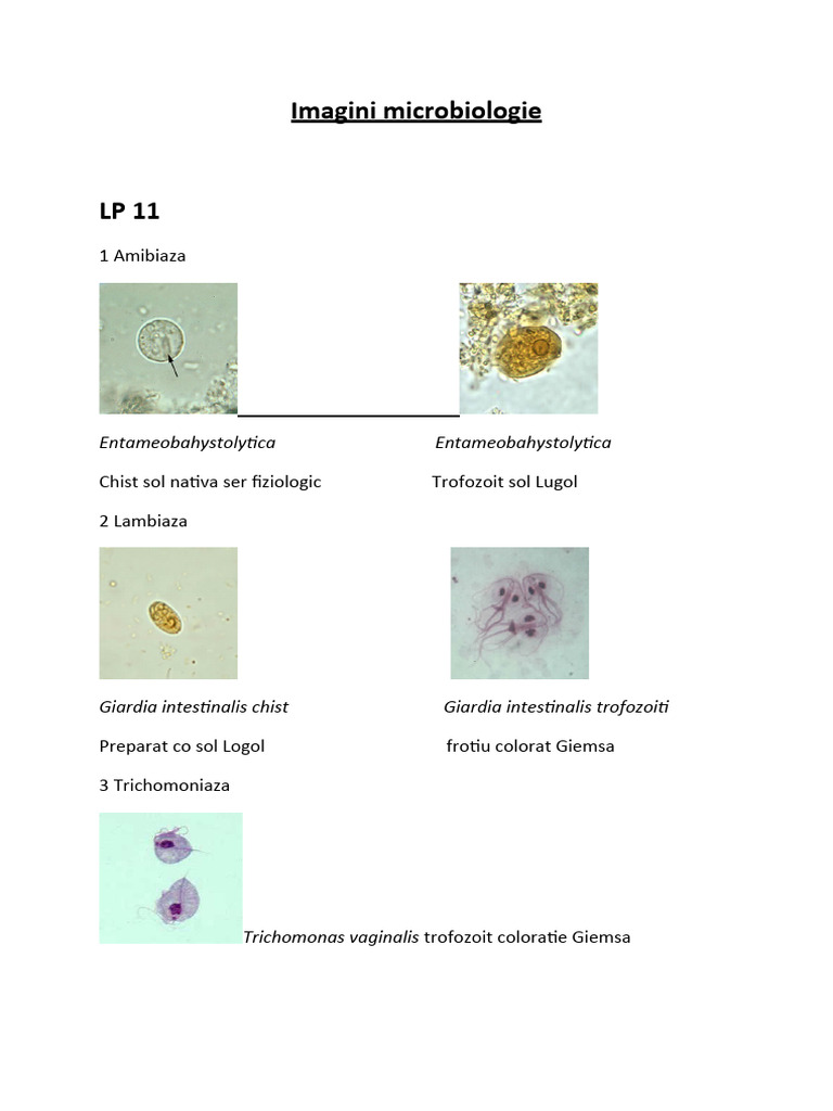 Imagini Microbiologie | PDF