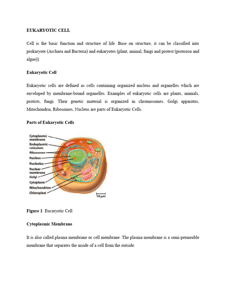 MCB 203 EUKARYOTIC CELL | PDF | Science & Mathematics