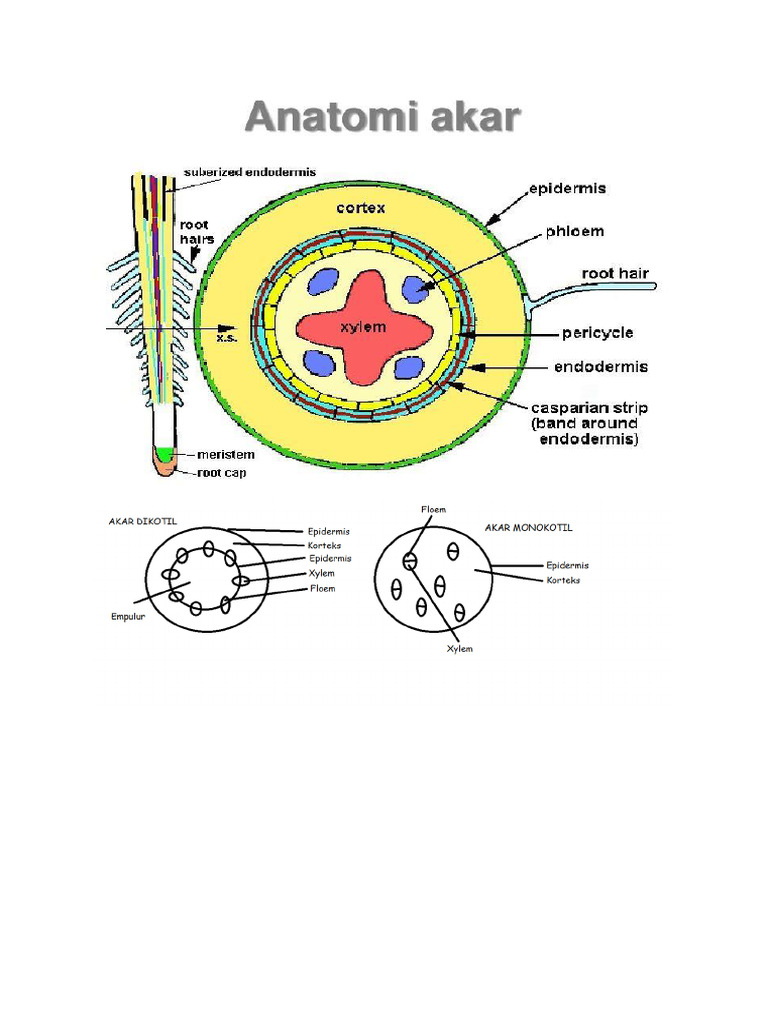 Anatomi Akar | PDF