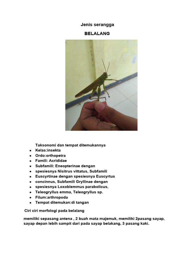 Jenis-Jenis Serangga dan Ciri Morfologinya | PDF | Ilmu Sosial | Griya ...