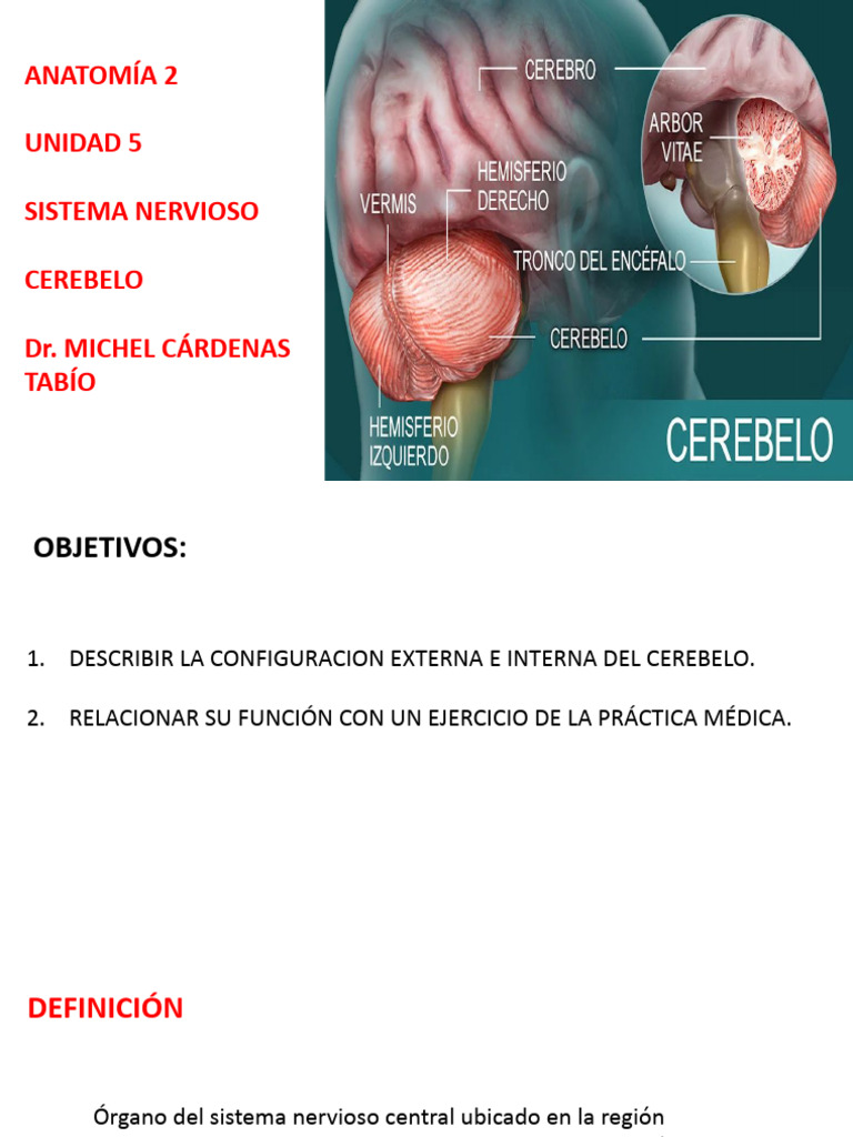 Cerebelo y Medula | PDF