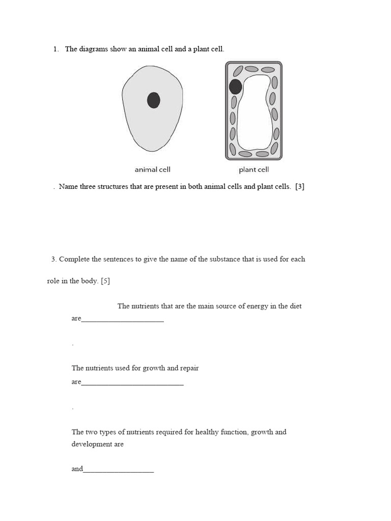 Year 7 Biology. | PDF | Gastrointestinal Tract | Digestion