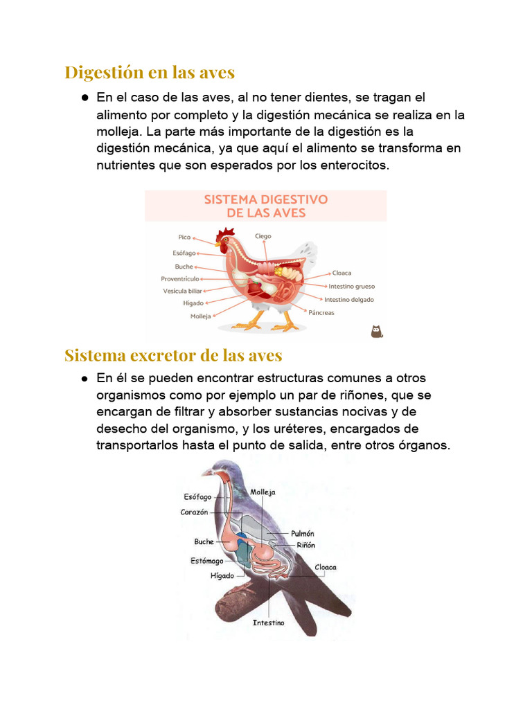 Digestión en Las Aves | PDF