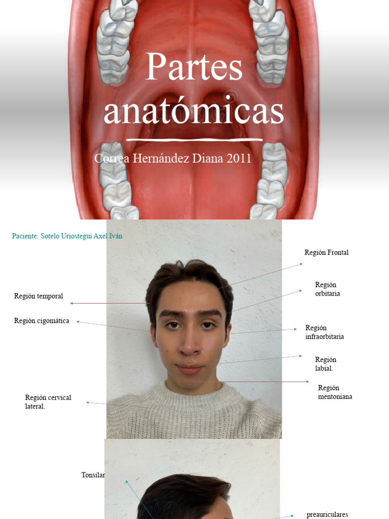 Partes Anatómicas | PDF