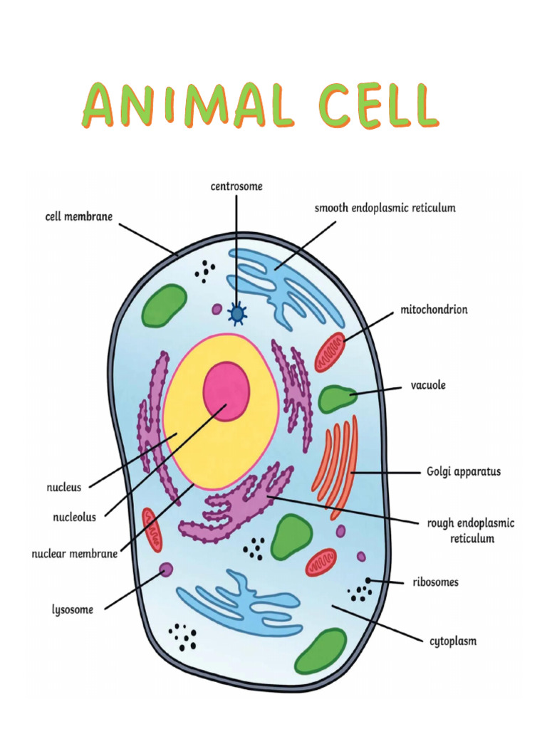ANIMAL CELL (Components) | PDF