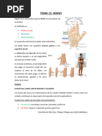 Anatomía de las Falanges de la Mano | PDF | Mano | Articulación