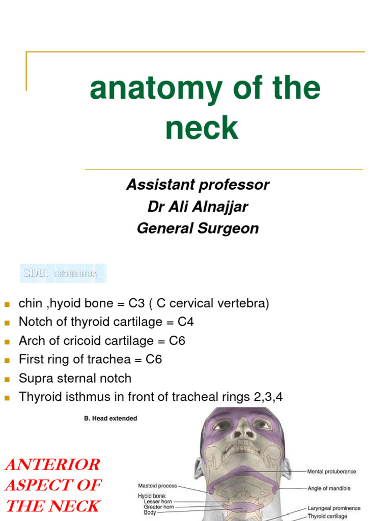 Anatomy of The Neck: Assistant Professor DR Ali Alnajjar General ...