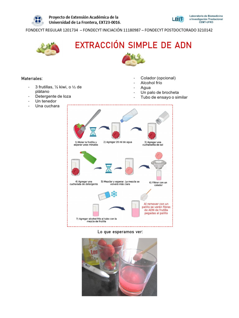 Protocolo Extracción Adn Frutilla PDF | PDF | Cromosoma | Adn