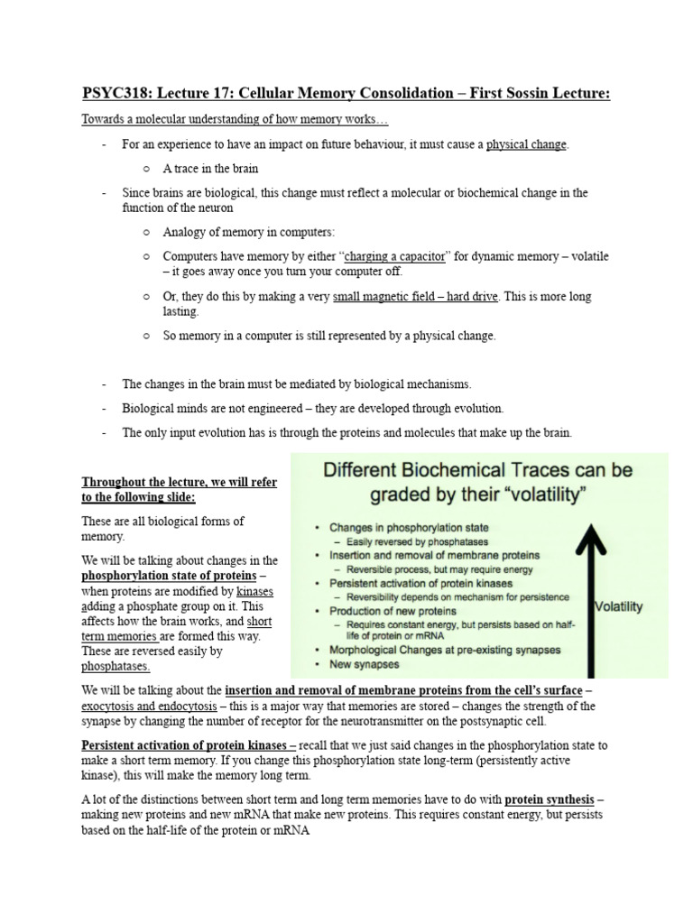 Lecture 17 Cellular Memory Consolidation | PDF | Chemical Synapse | Memory