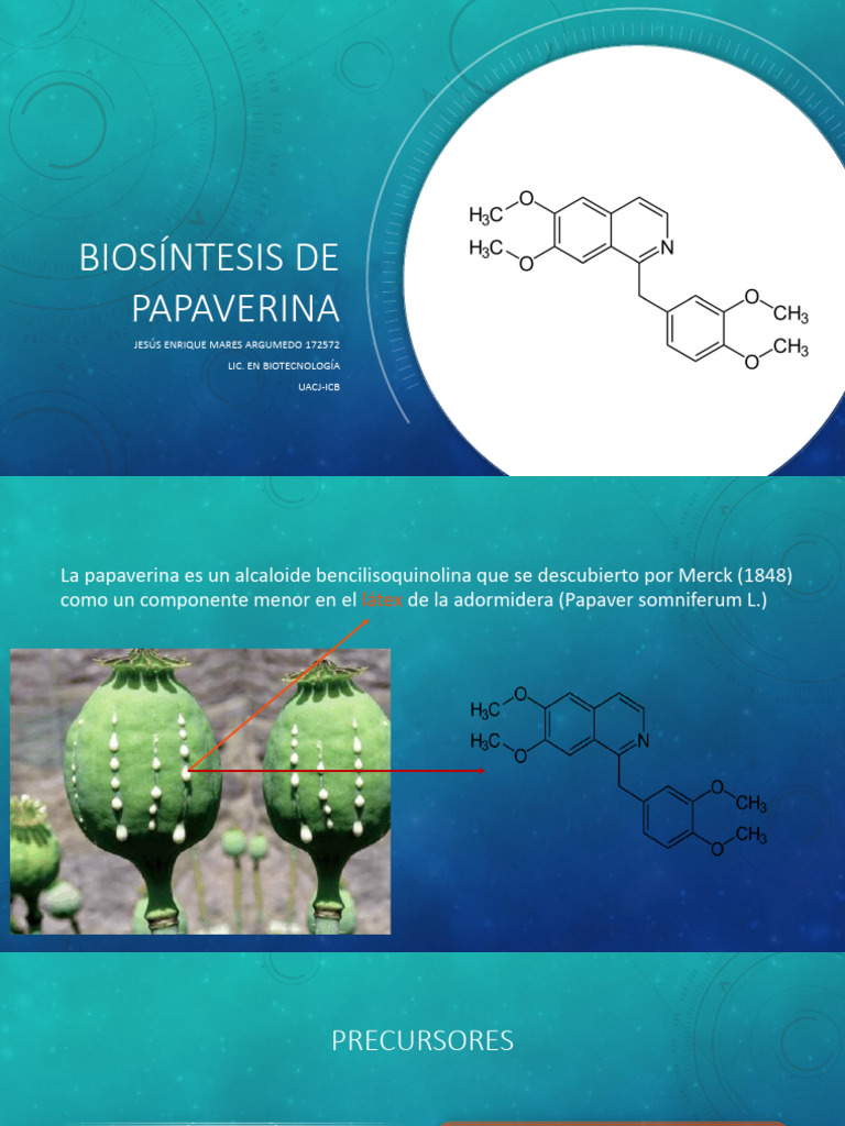 Biosíntesis de Papaverina | PDF