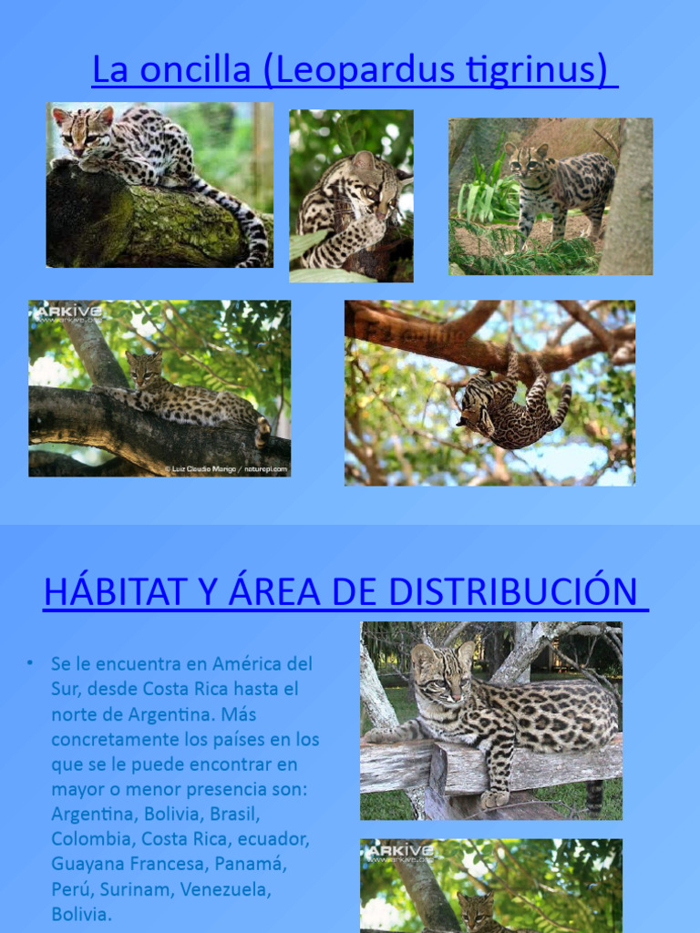 Oncilla: Habitat, Traits, and Threats | PDF | Home & Garden