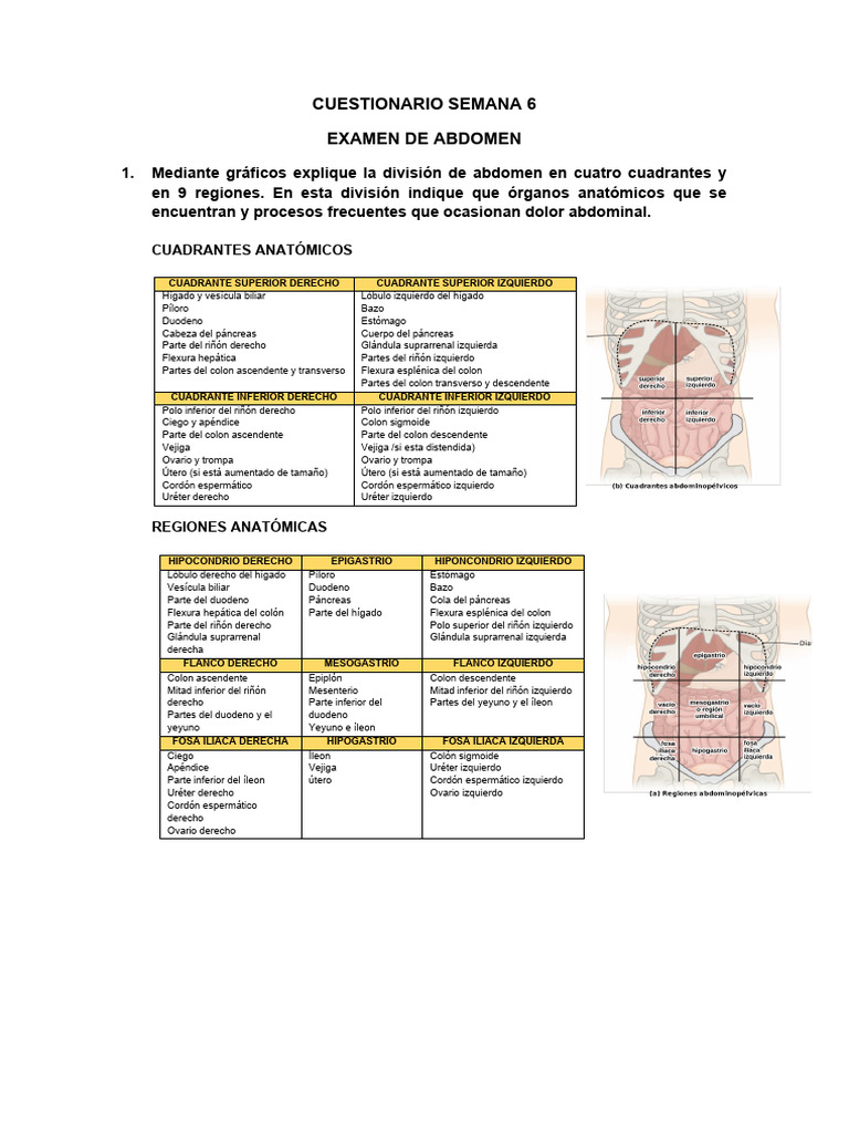 Cuestionario Semana 6 - Abdomen 1 | PDF | Intestino grueso | Abdomen