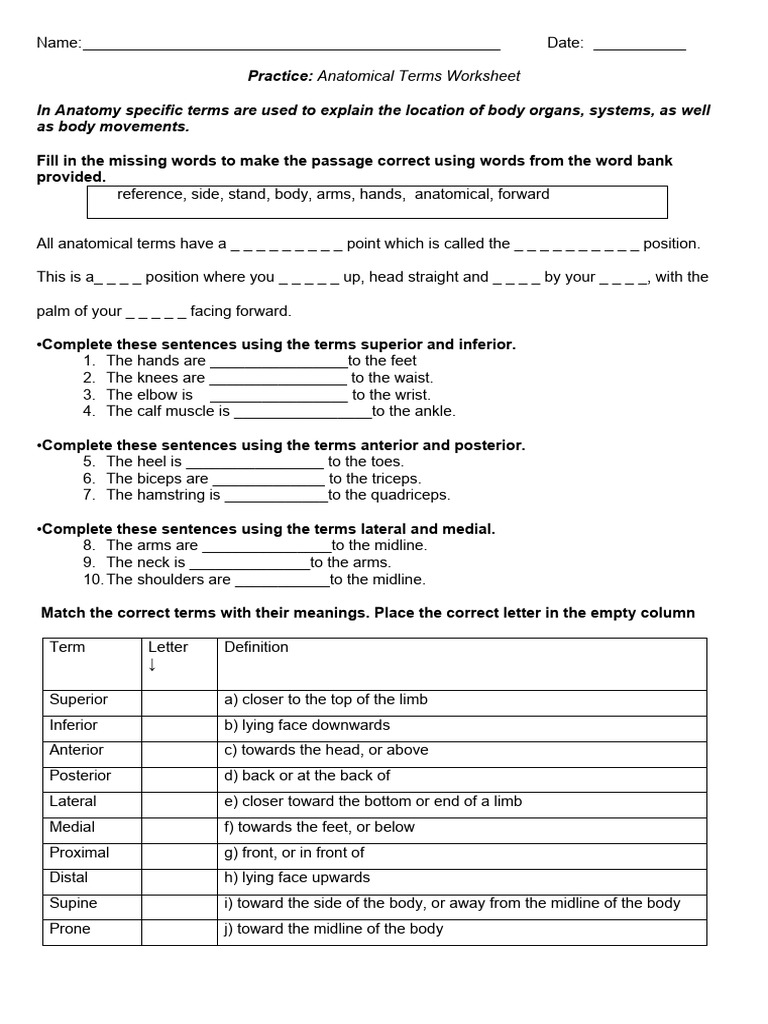 Anatomical Terms and Body Planes Worksheet | PDF | Language Arts ...