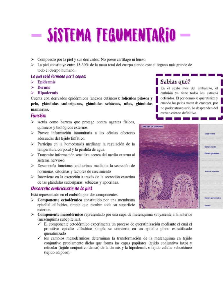 Sistema Tegumentario | PDF