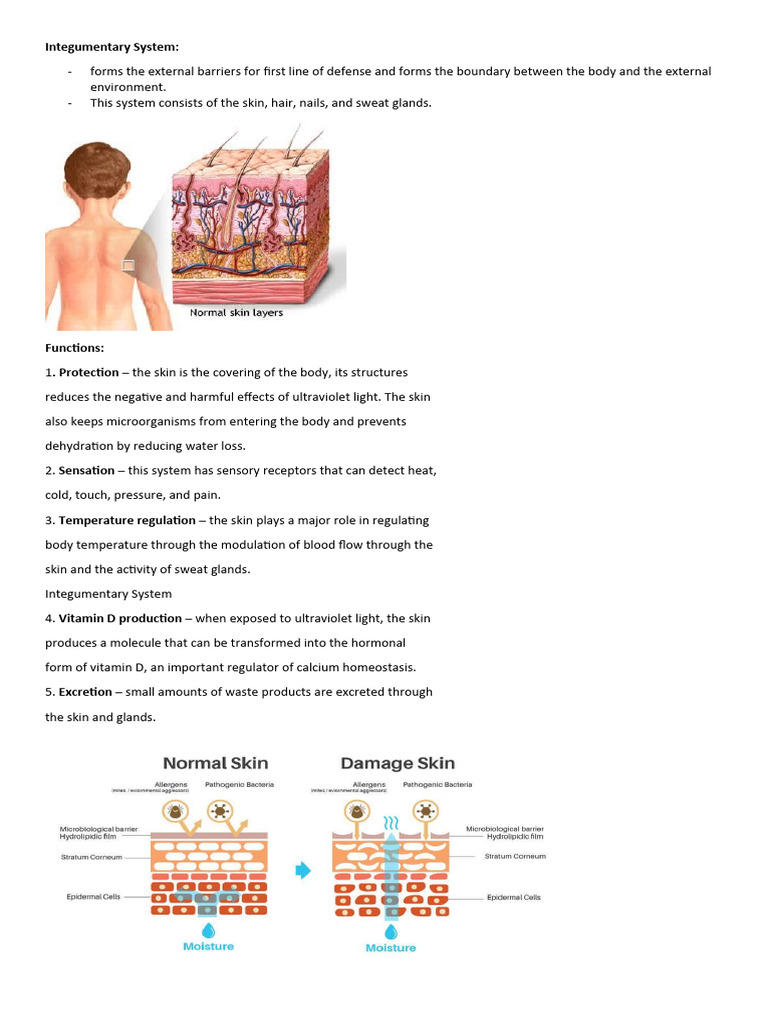 ANAPHY Reviewer | PDF | Skin | Integumentary System