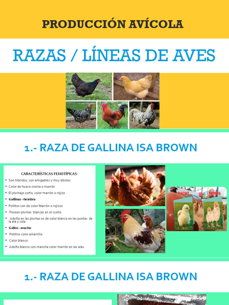 CLASE 06 Razas - Líneas de Aves | PDF | Pollo | Aves