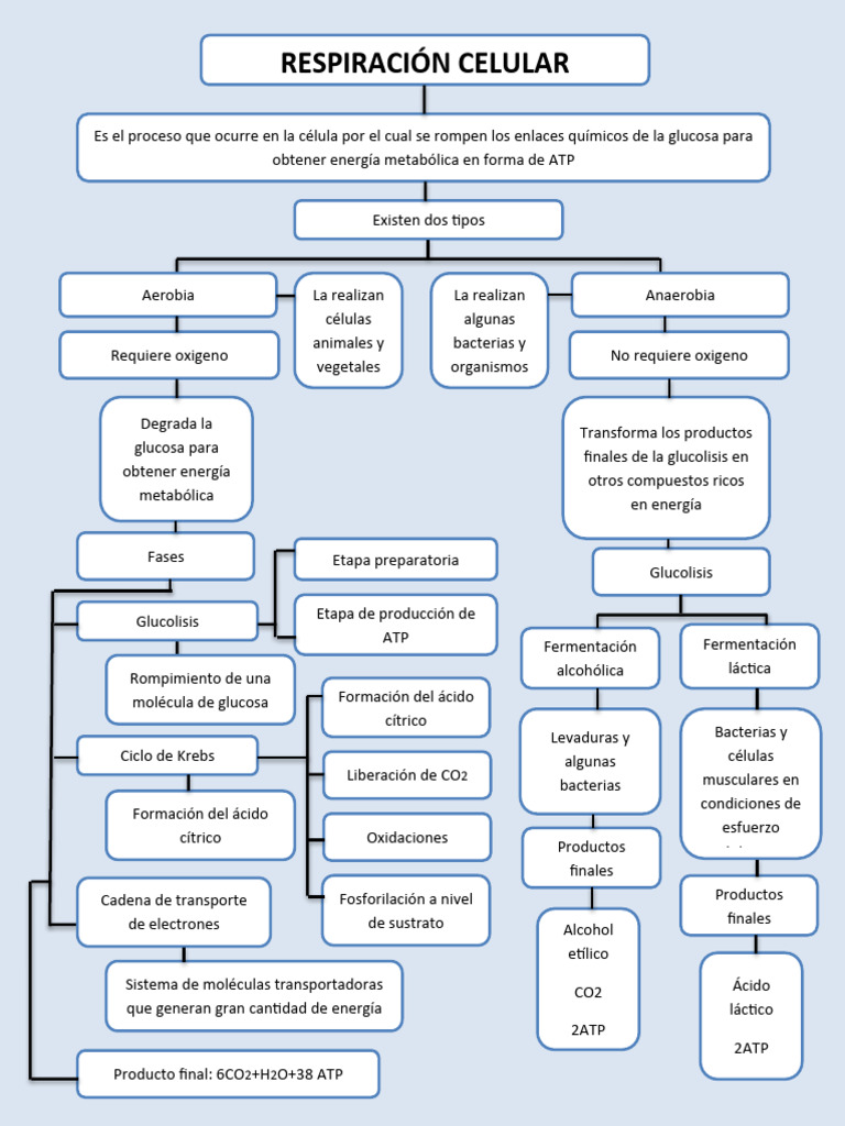 Mapa Conceptual de La Respiracion Celular | PDF | Respiración celular | Glucólisis